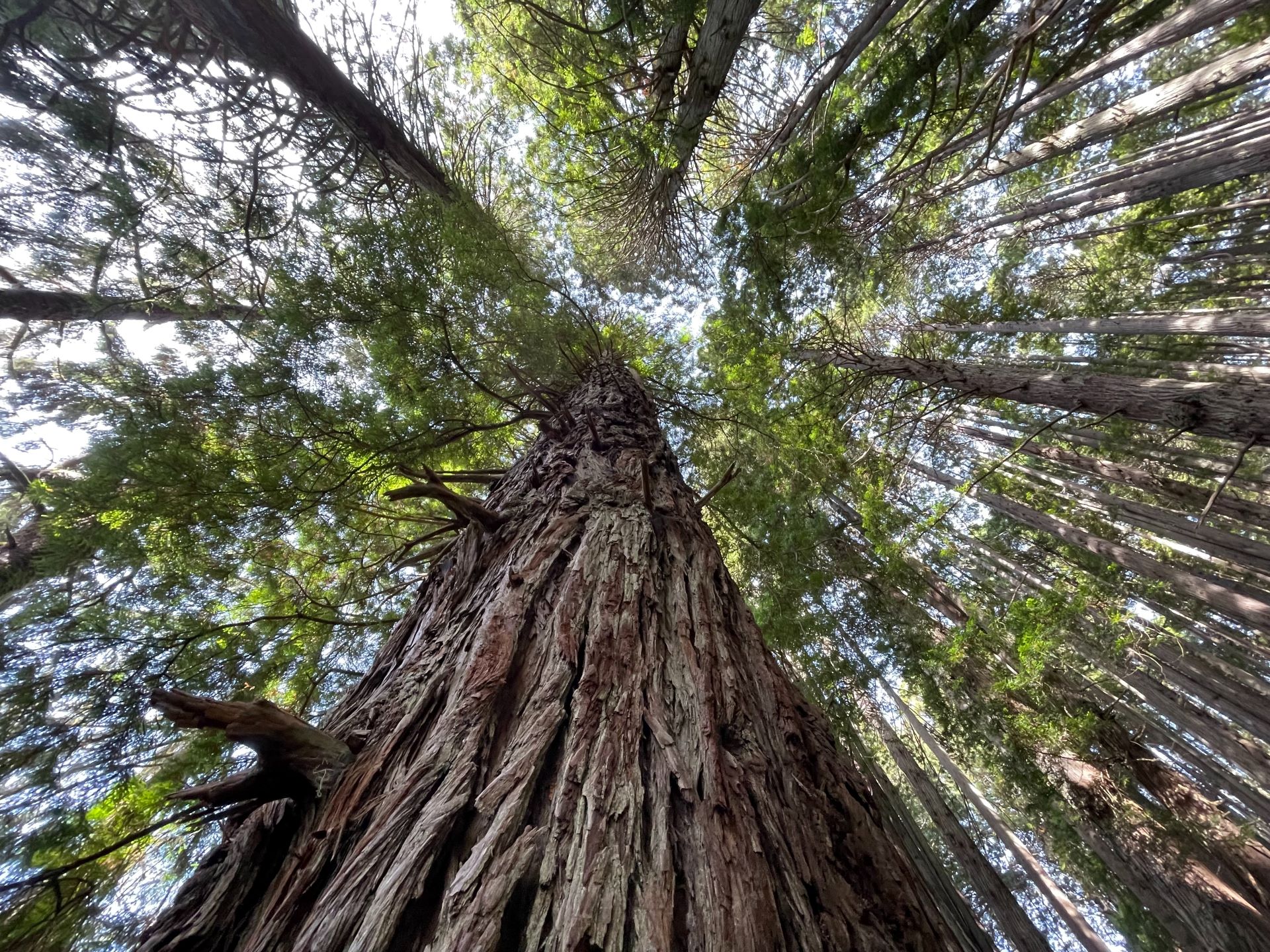 Ten Years of Christ & Cascadia: What We've Learned - Christ & Cascadia